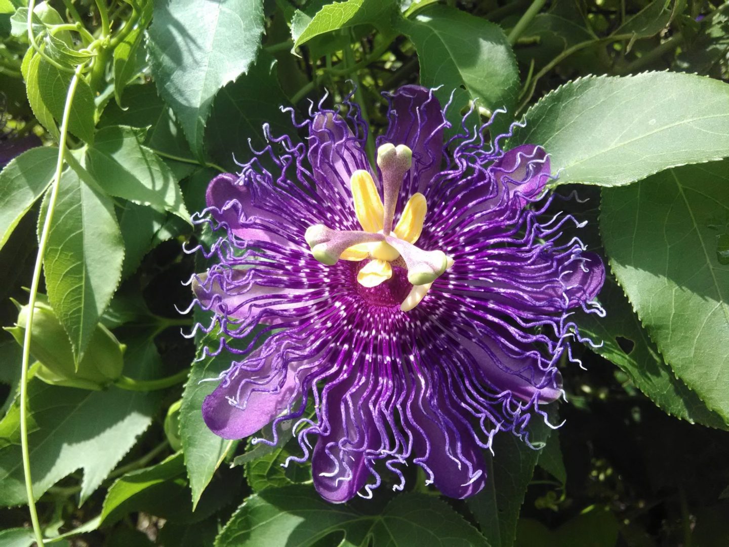 Passiflora-incarnata-x-P.-cincinnata-Incense-Passion-Vine1 - Richard ...