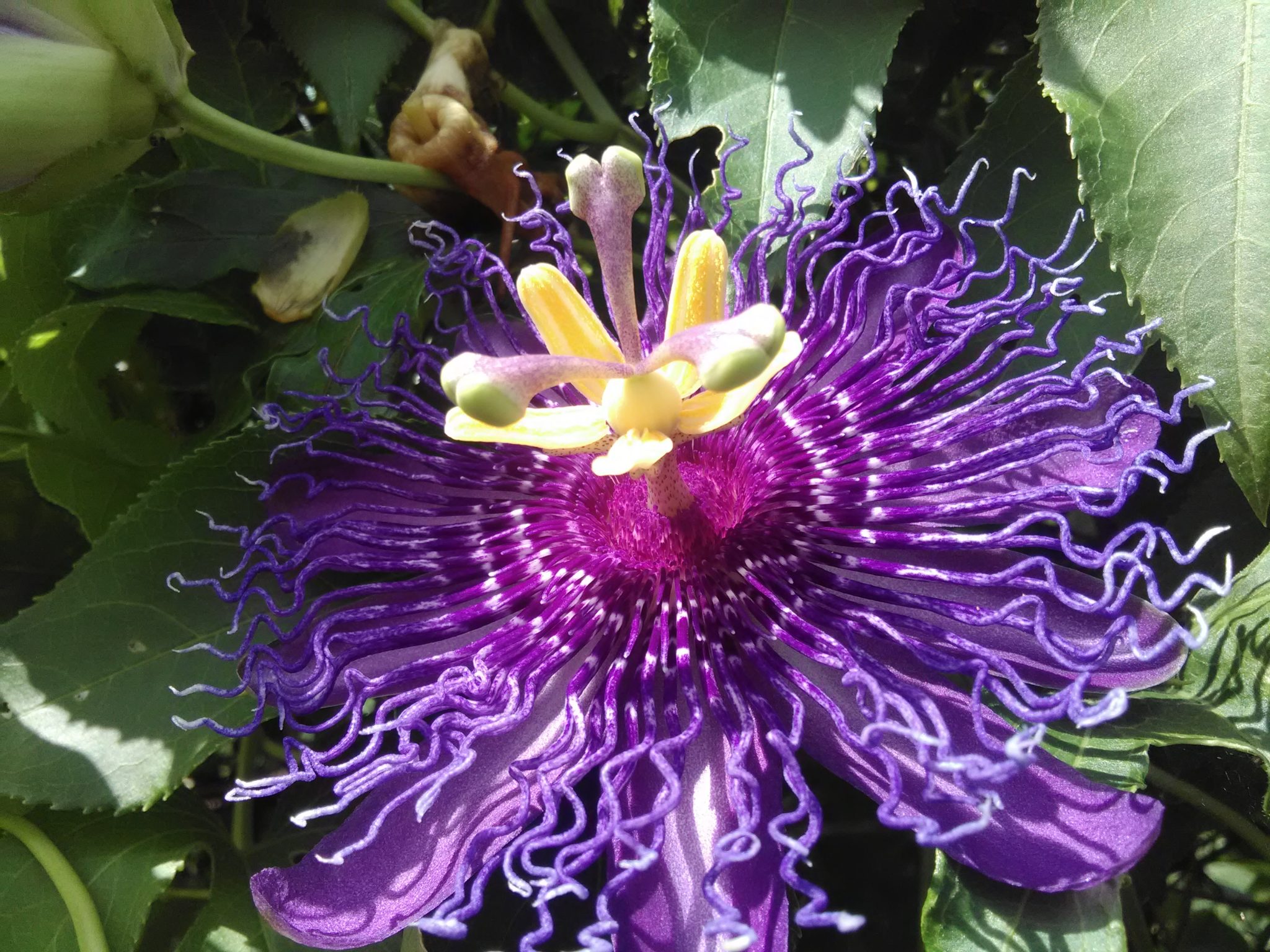 Passiflora-incarnata-x-P.-cincinnata-Incense-Passion-Vine2 - Richard ...
