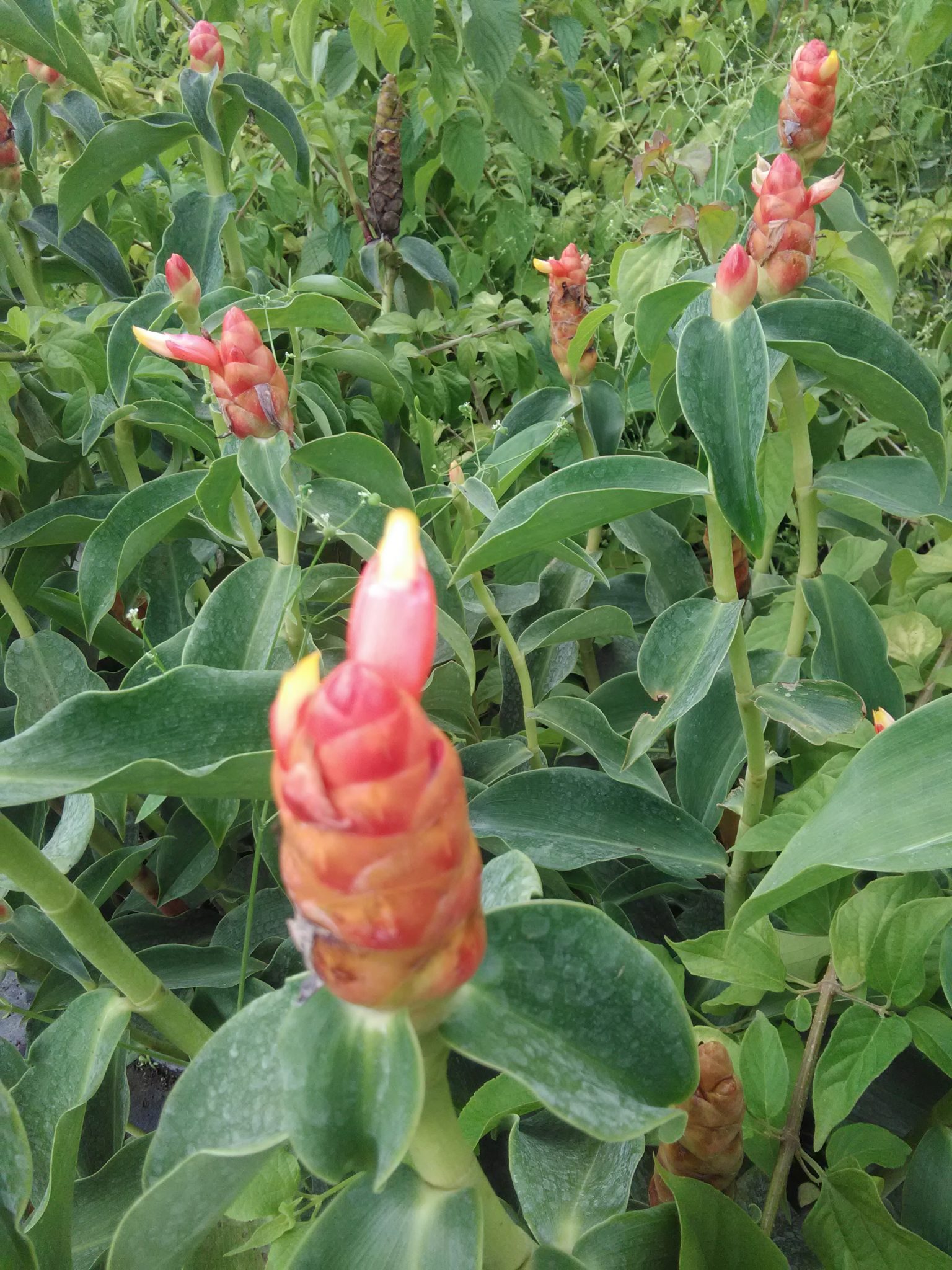 Under The Jakfruit Tree - Richard Lyons Nursery, Inc.