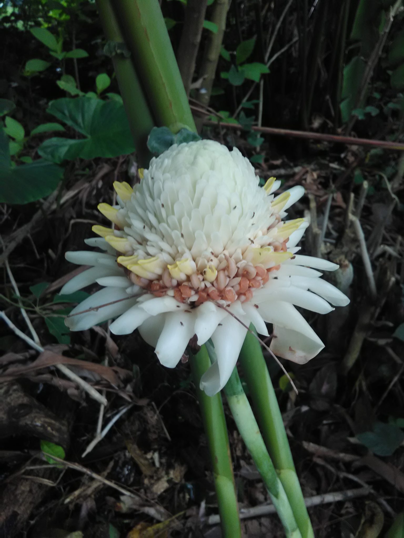 Etlingera elatior (White Torch Ginger2) - Richard Lyons Nursery, Inc.