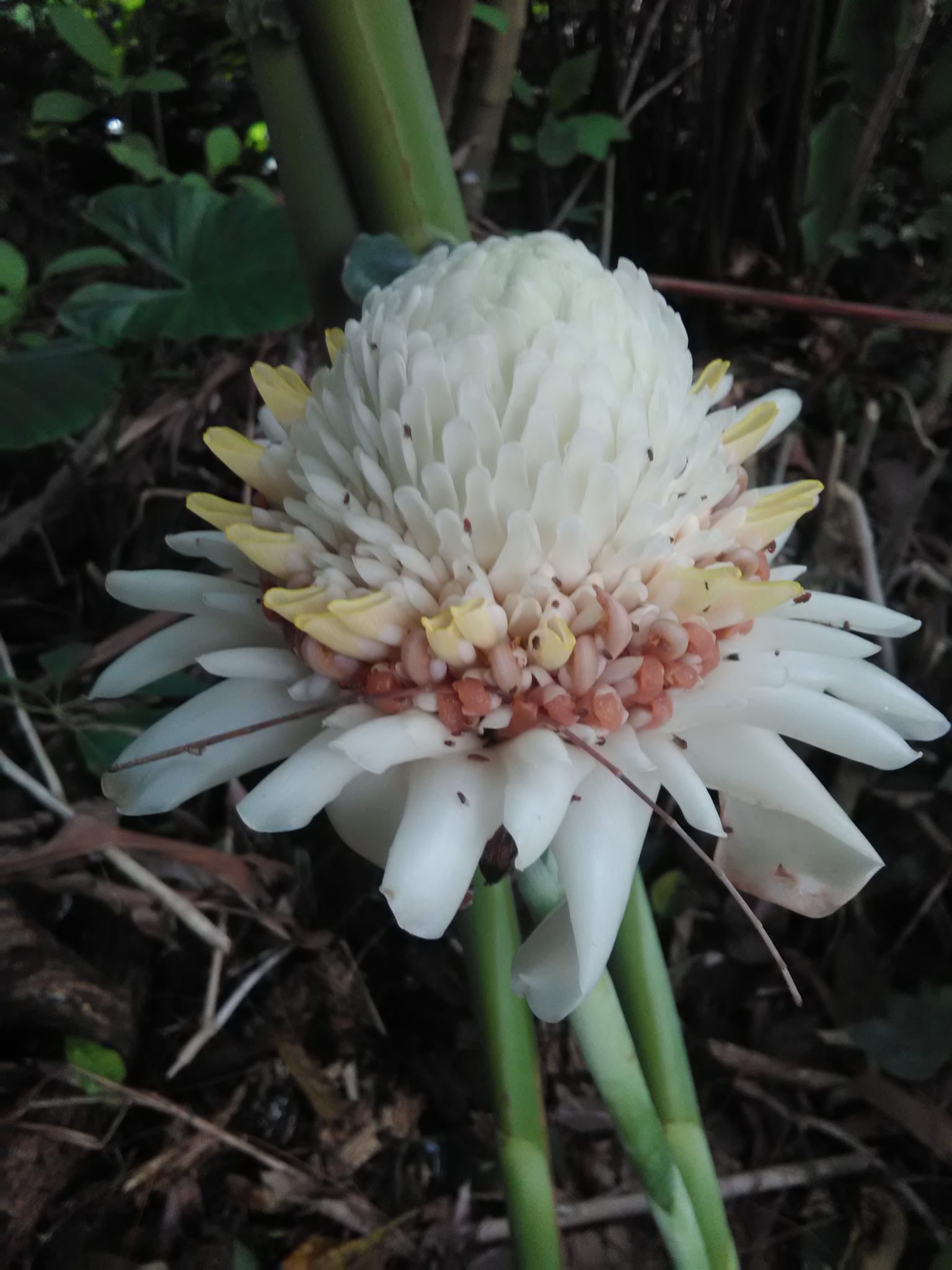 Etlingera elatior (White Torch Ginger3) - Richard Lyons Nursery, Inc.