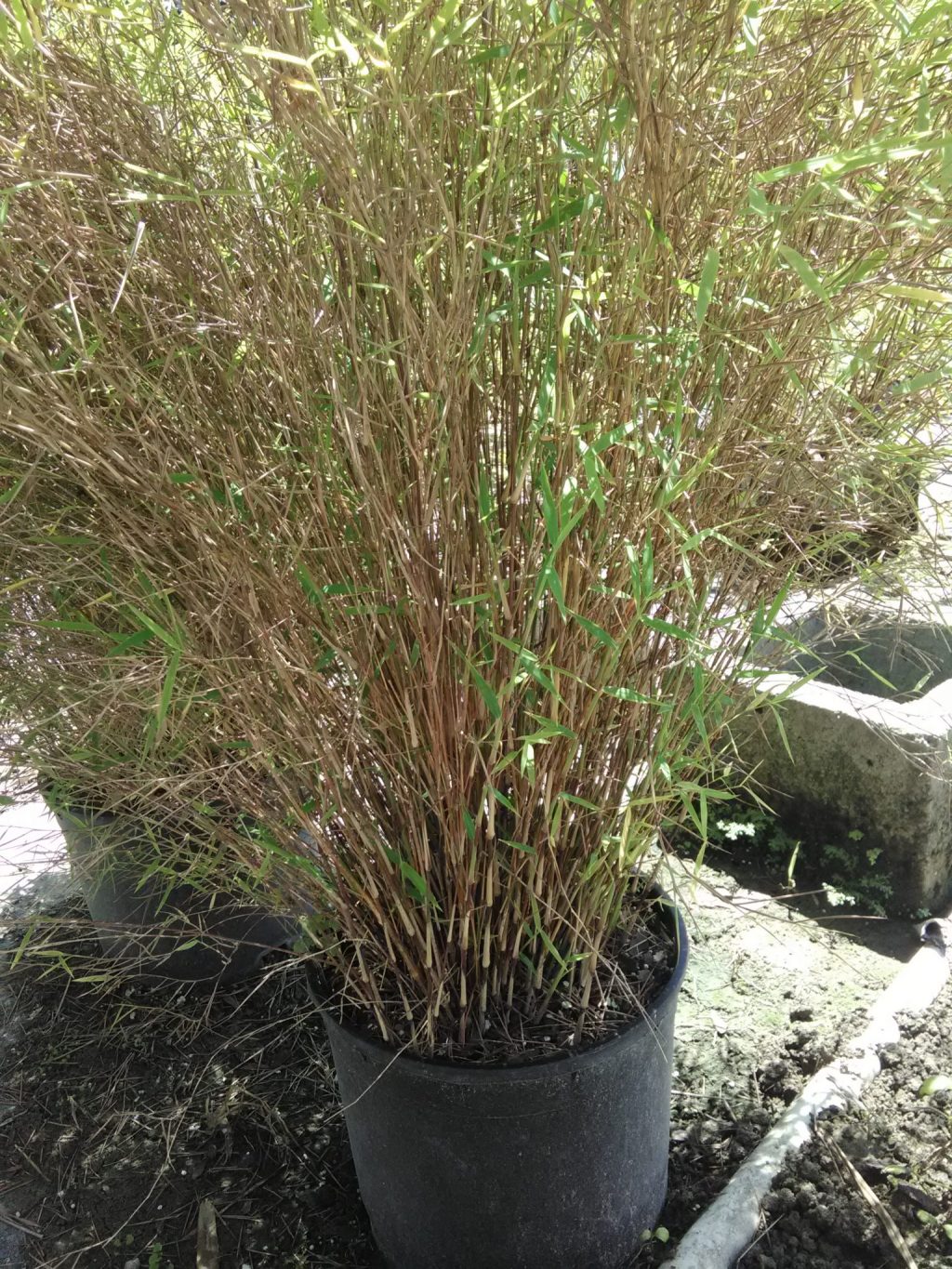 Pogonatherum paniceum (Pogo Grass1) - Richard Lyons Nursery, Inc.