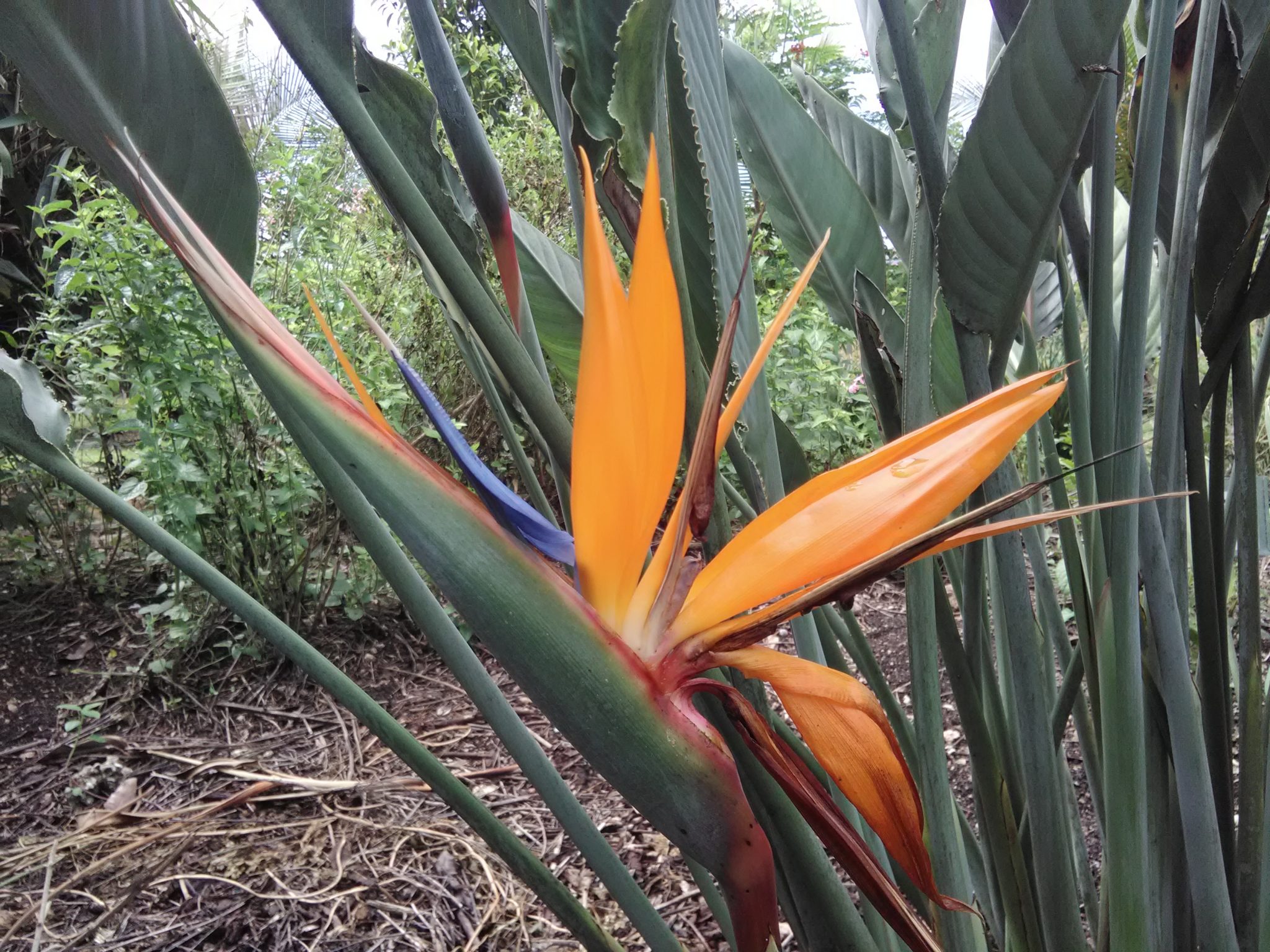 Strelitzia reginae (Orange Bird of Paradise Plant1) - Richard Lyons ...