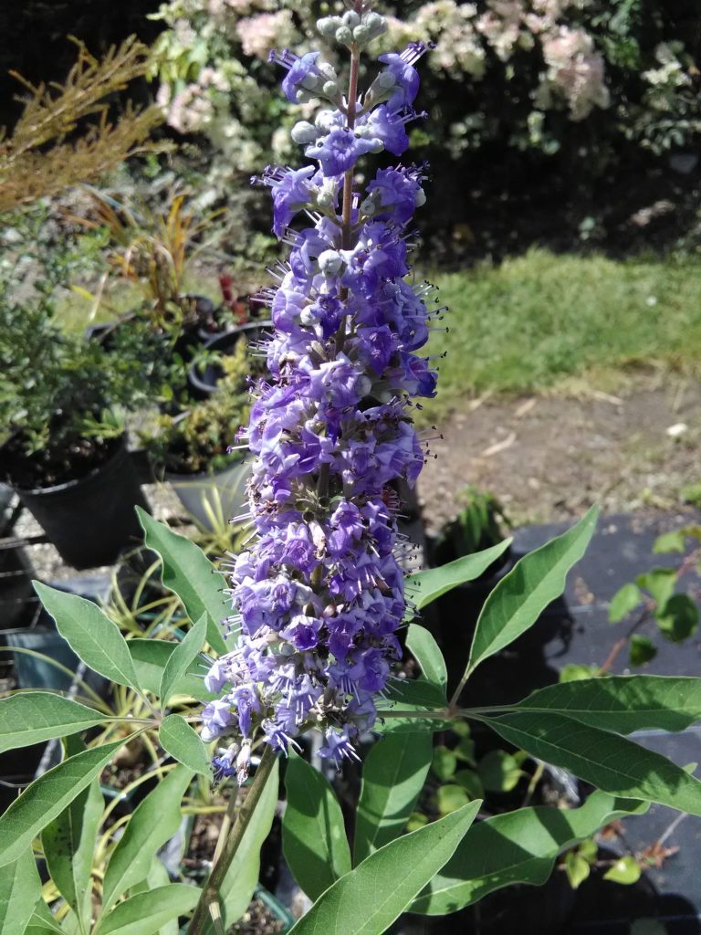 Vitex agnus-castus (Lilac Chaste Tree) - Richard Lyons Nursery, Inc.