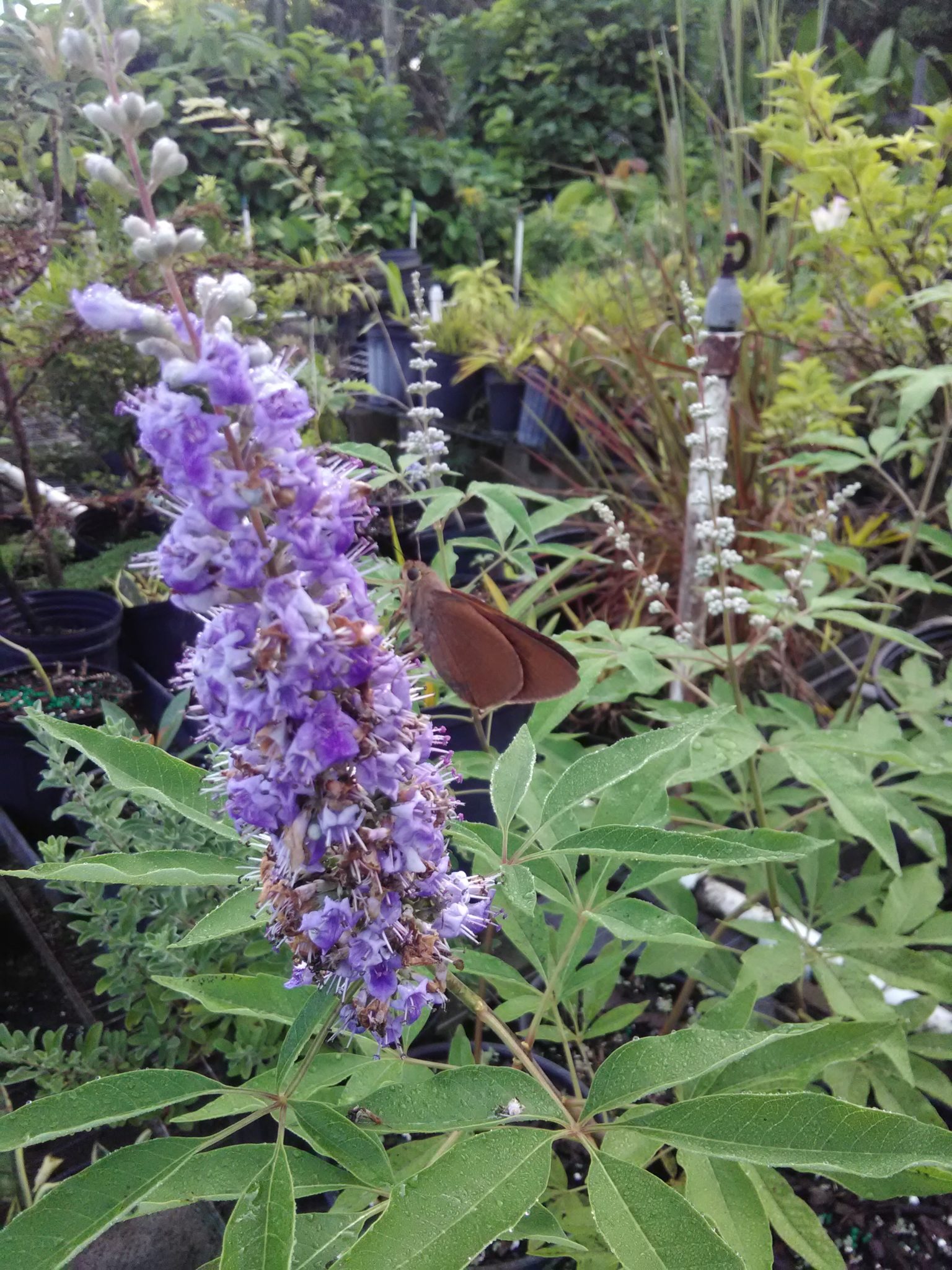 Vitex agnus-castus (Lilac Chaste Tree1) - Richard Lyons Nursery, Inc.
