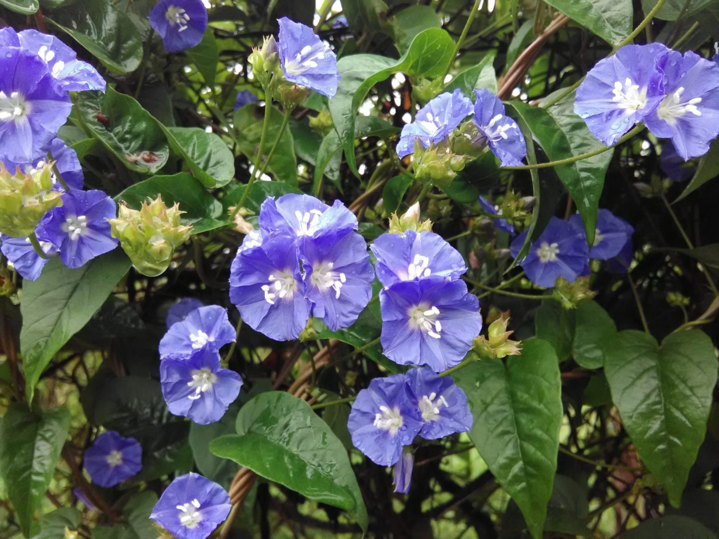 Skyblue Clustervine - Richard Lyons Nursery, Inc.