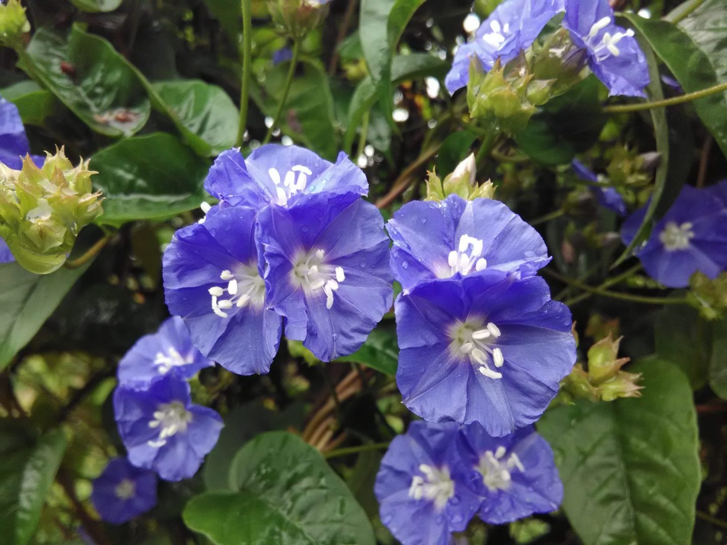 Skyblue Clustervine - Richard Lyons Nursery, Inc.