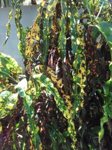 Codiaeum variegatum 'Dreadlocks' (Dreadlocks Croton) - Richard Lyons ...