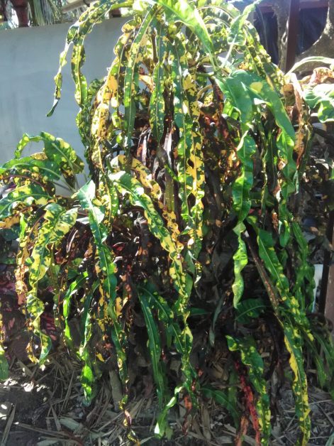 Codiaeum variegatum 'Dreadlocks' (Dreadlocks Croton1) - Richard Lyons ...