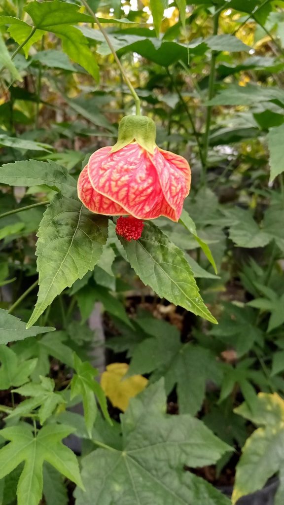 Abutilon Hybrid 'Red Dragon' - Richard Lyons Nursery, Inc.