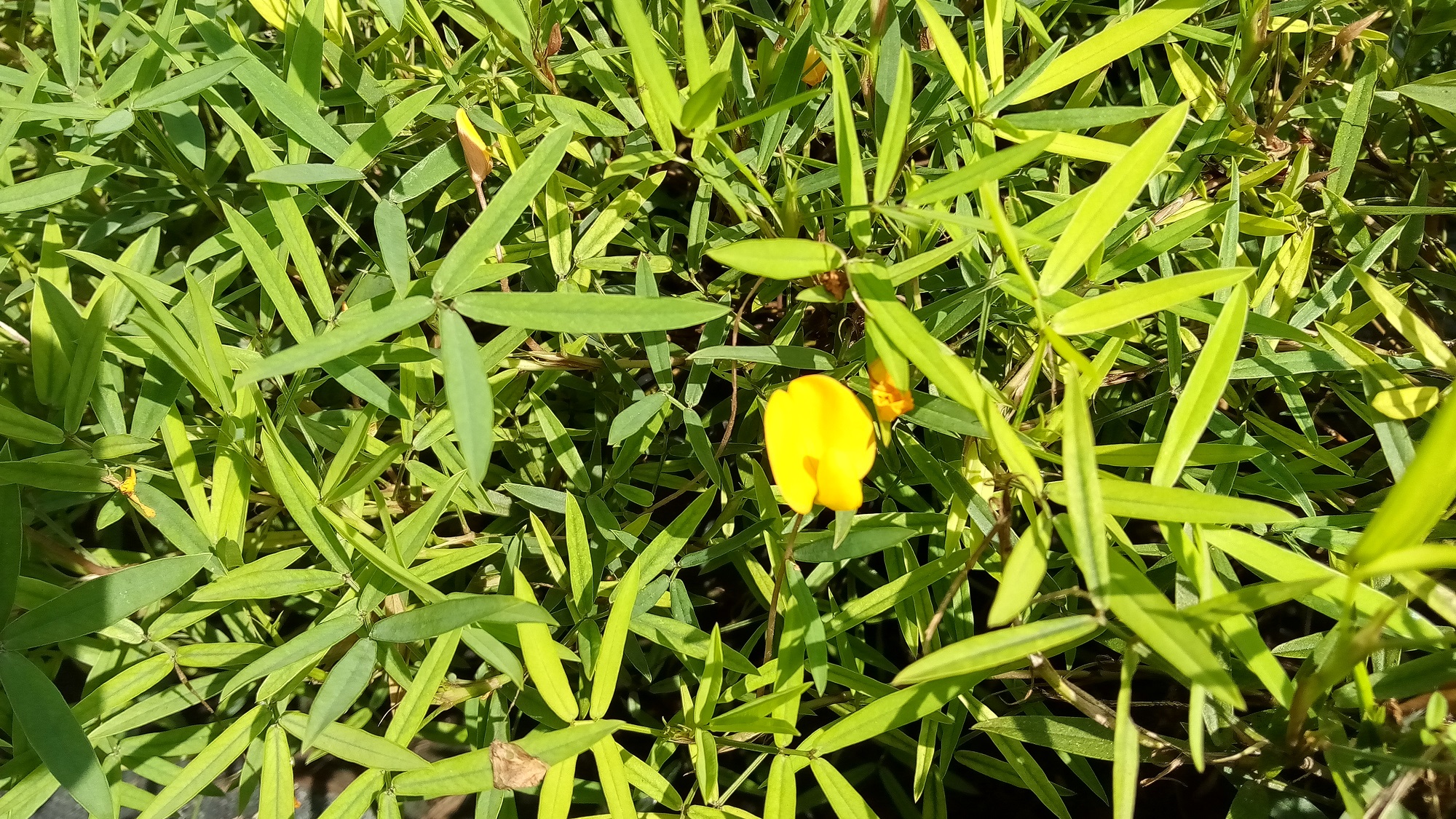 Arachis glabrata - Richard Lyons Nursery, Inc.