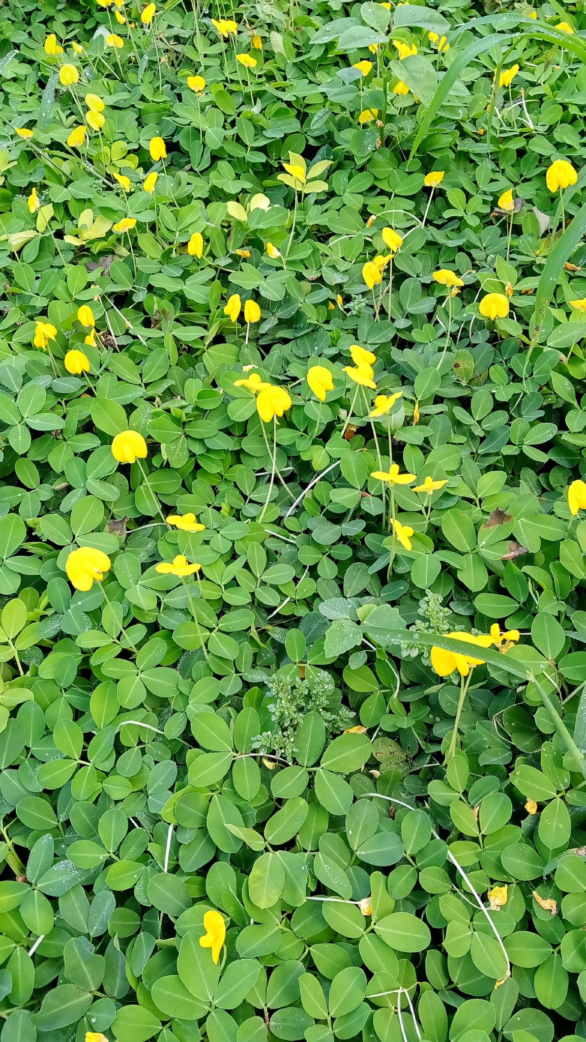 Arachis glabrata - Richard Lyons Nursery, Inc.