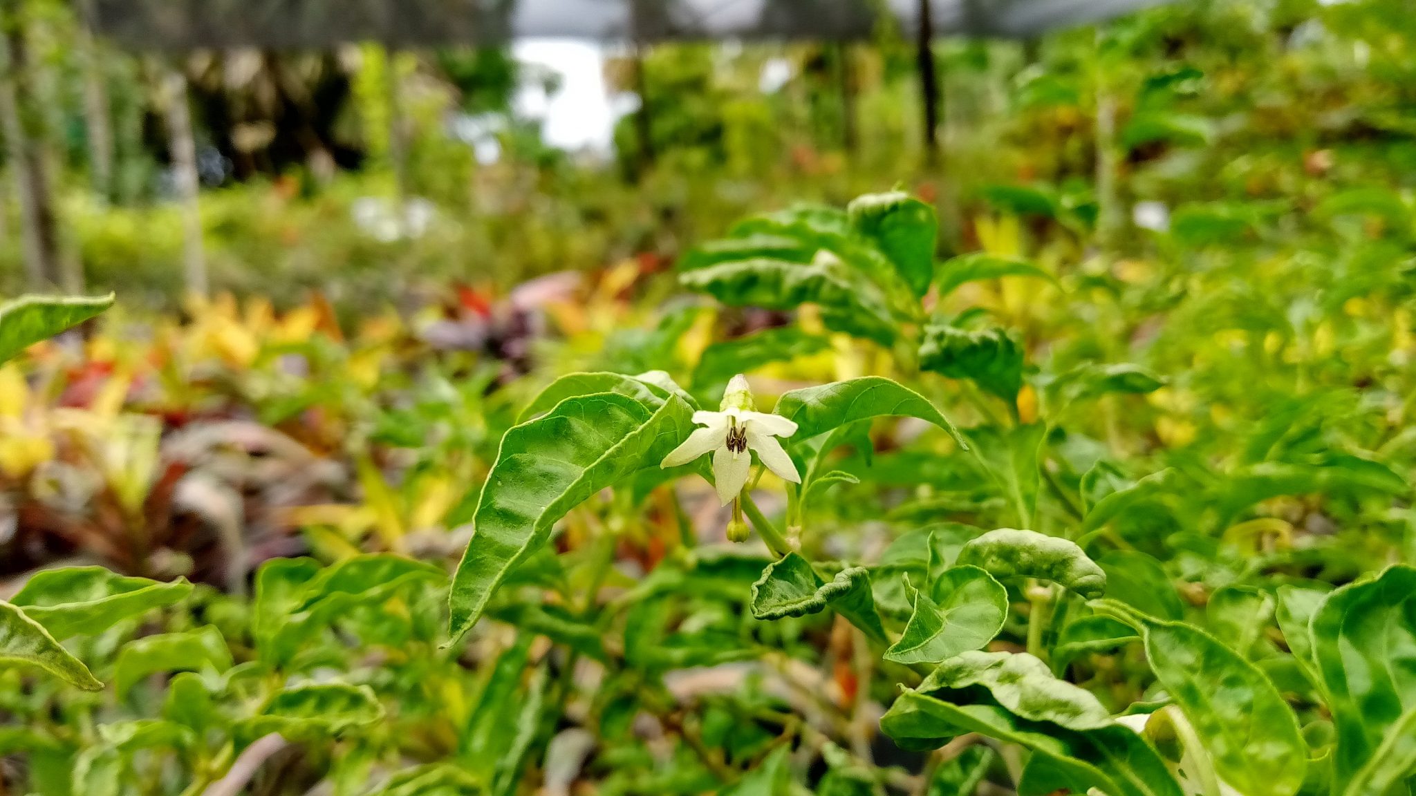 Datil Pepper - Richard Lyons Nursery, Inc.