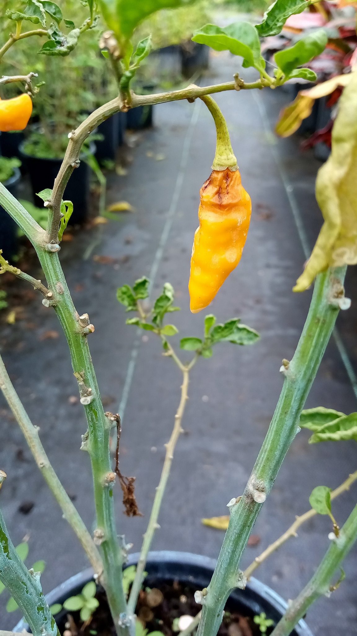 Datil Pepper - Richard Lyons Nursery, Inc.