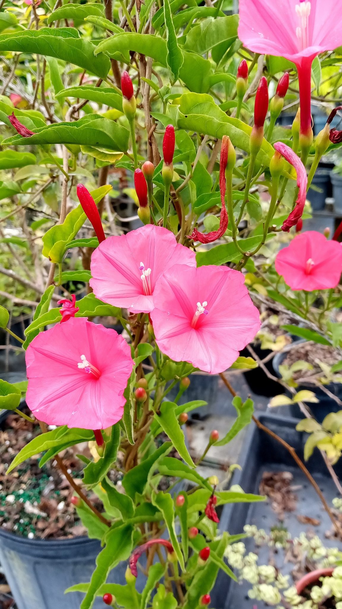 Ipomoea microdactyla - Richard Lyons Nursery, Inc.