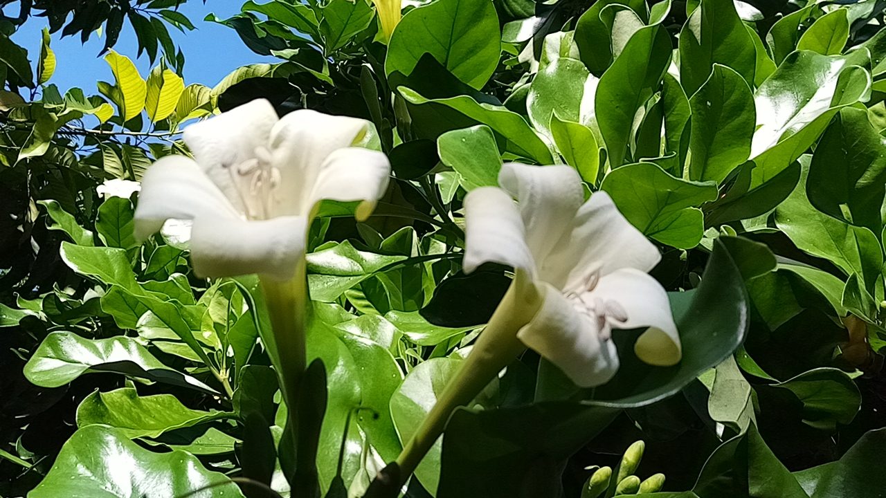 Pua Keni Keni The Perfume Flower Tree - Richard Lyons Nursery, Inc.