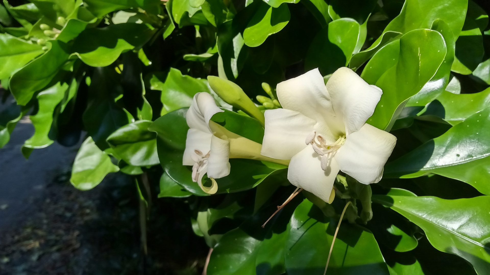 Pua Keni Keni The Perfume Flower Tree - Richard Lyons Nursery, Inc.