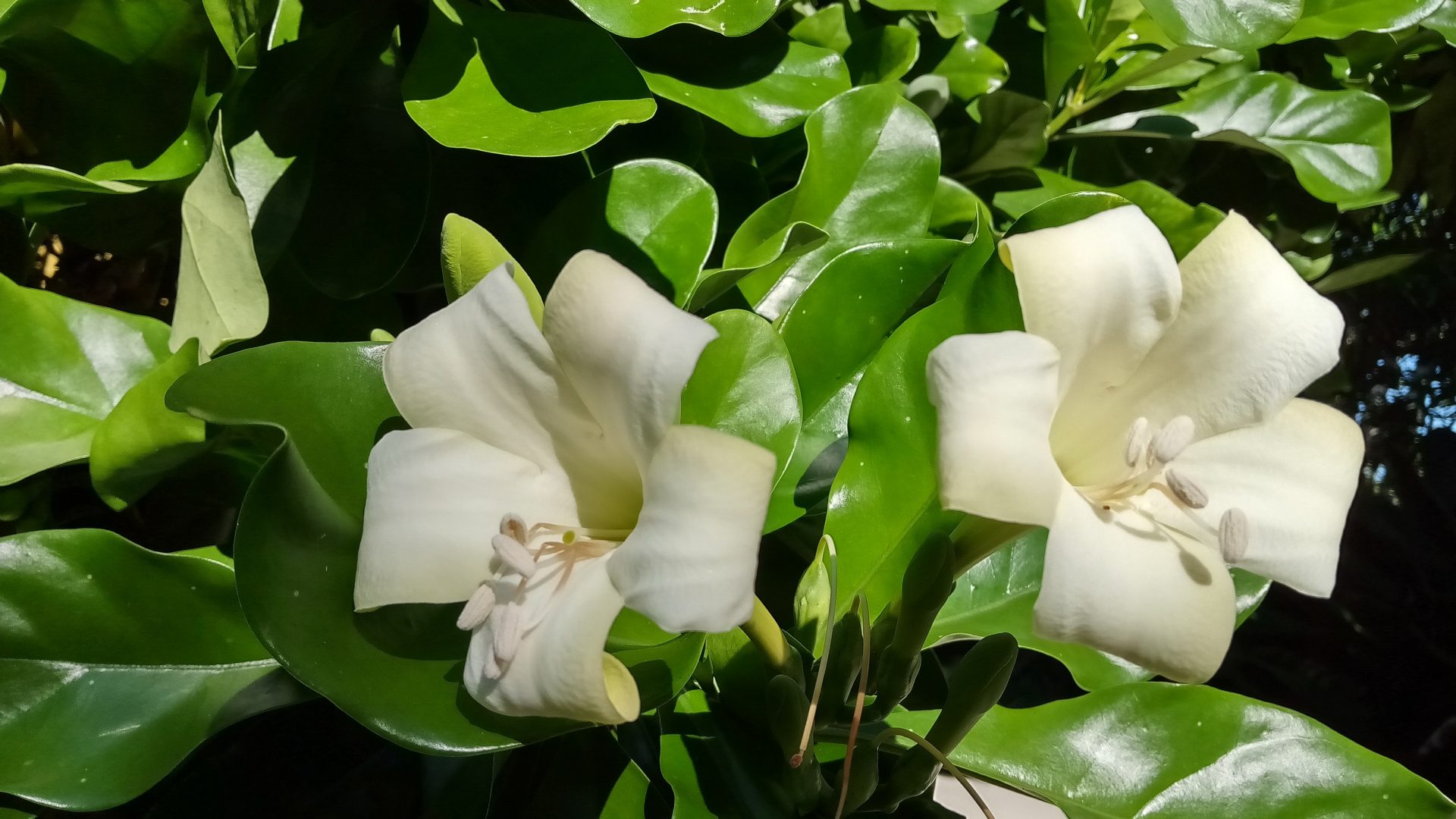 Pua Keni Keni The Perfume Flower Tree - Richard Lyons Nursery, Inc.