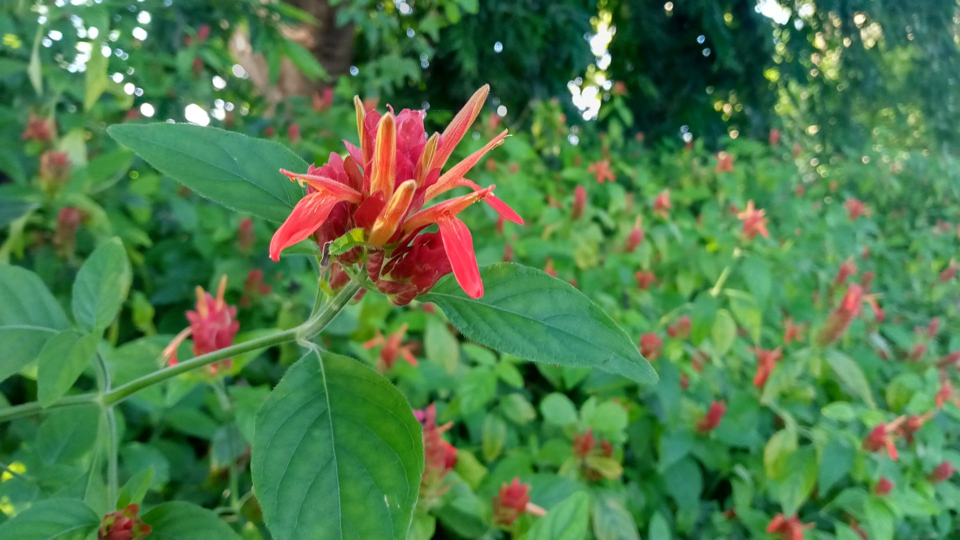 Red Shrimp Plant - Richard Lyons Nursery, Inc.
