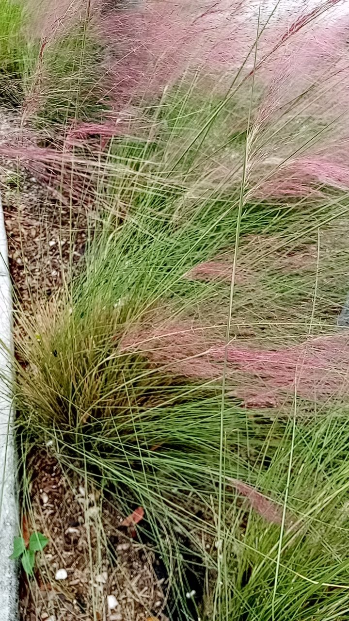 Muhly Grass - Richard Lyons Nursery, Inc.