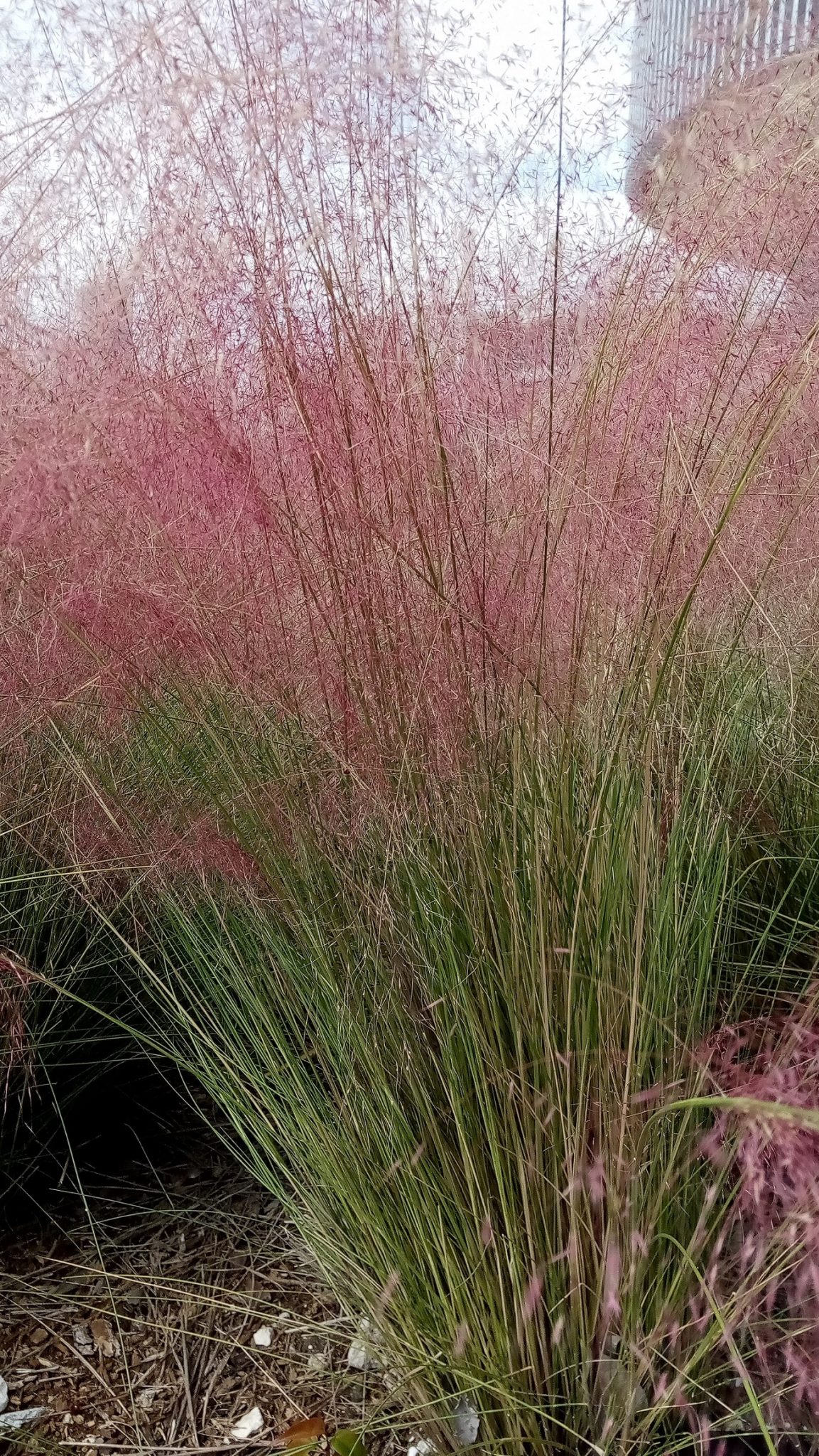 Muhly Grass - Richard Lyons Nursery, Inc.