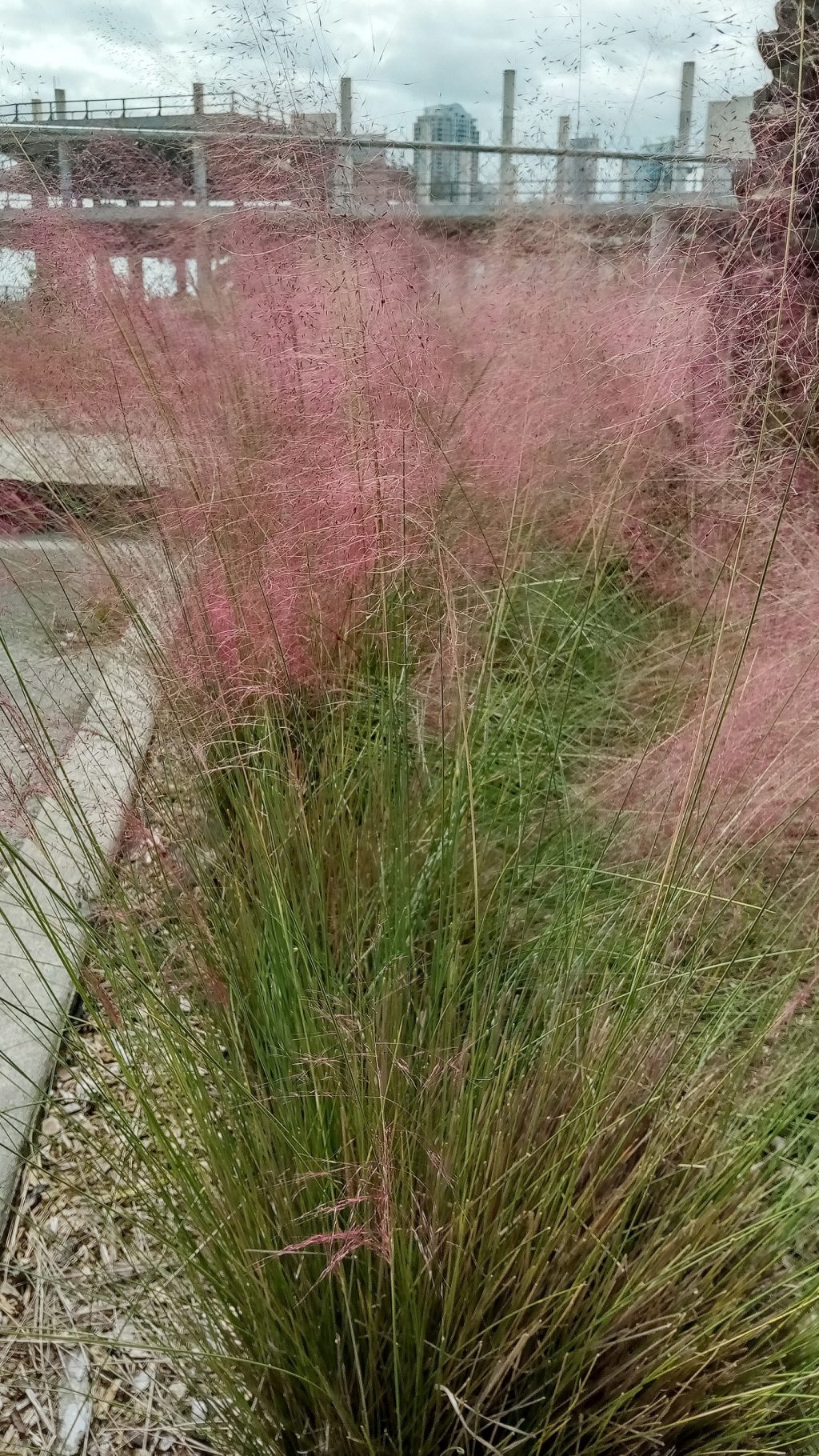 Muhly Grass - Richard Lyons Nursery, Inc.