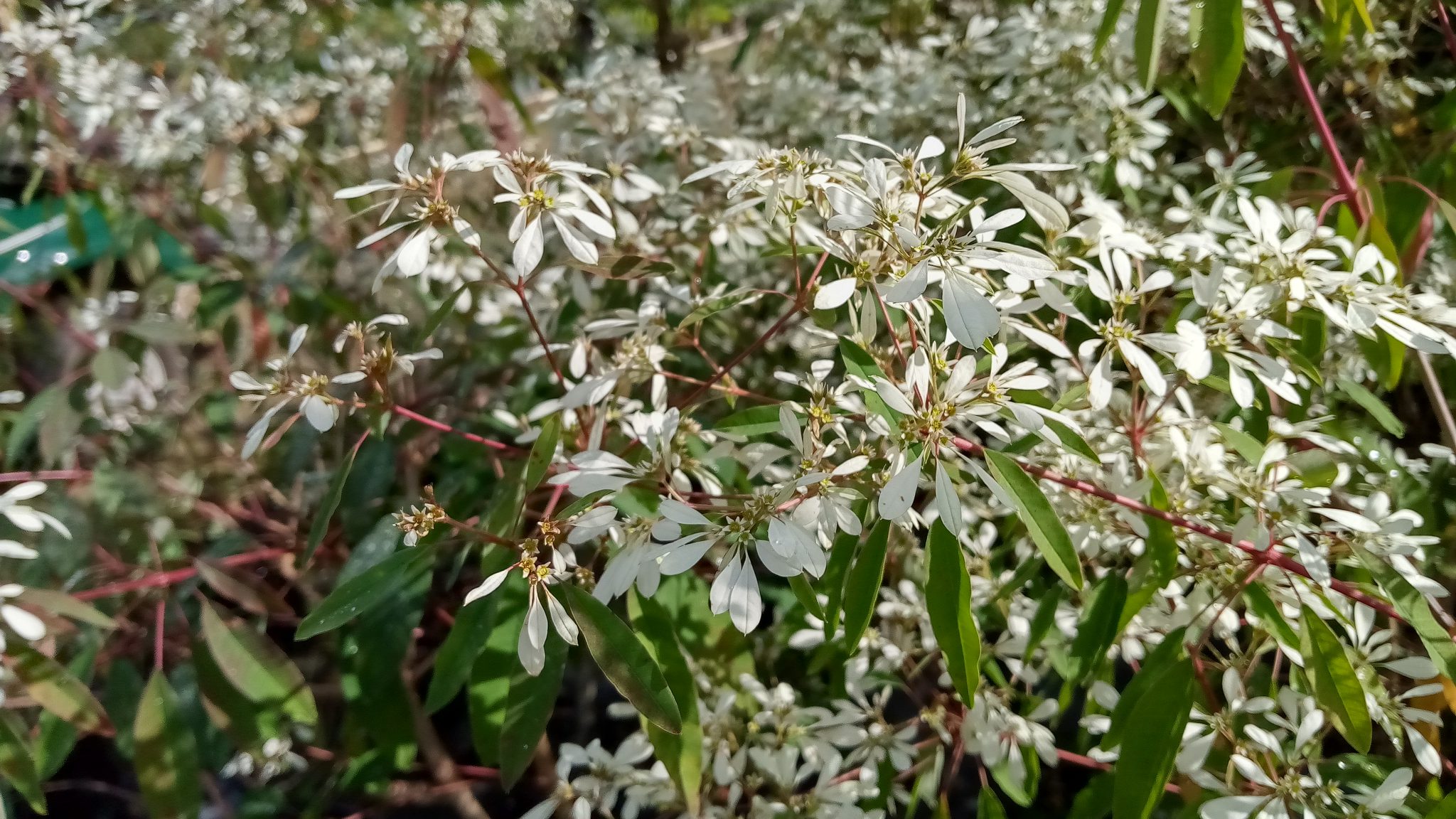 Snowflake Shrub - Richard Lyons Nursery, Inc.