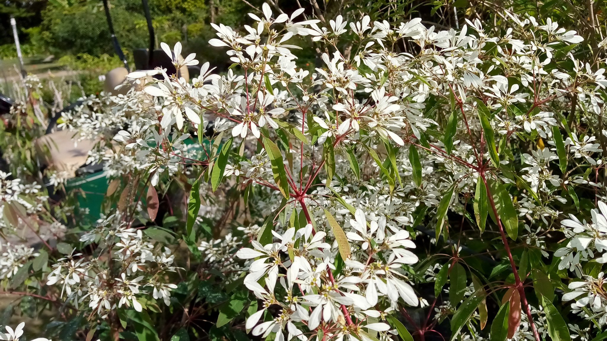 Snowflake Shrub - Richard Lyons Nursery, Inc.