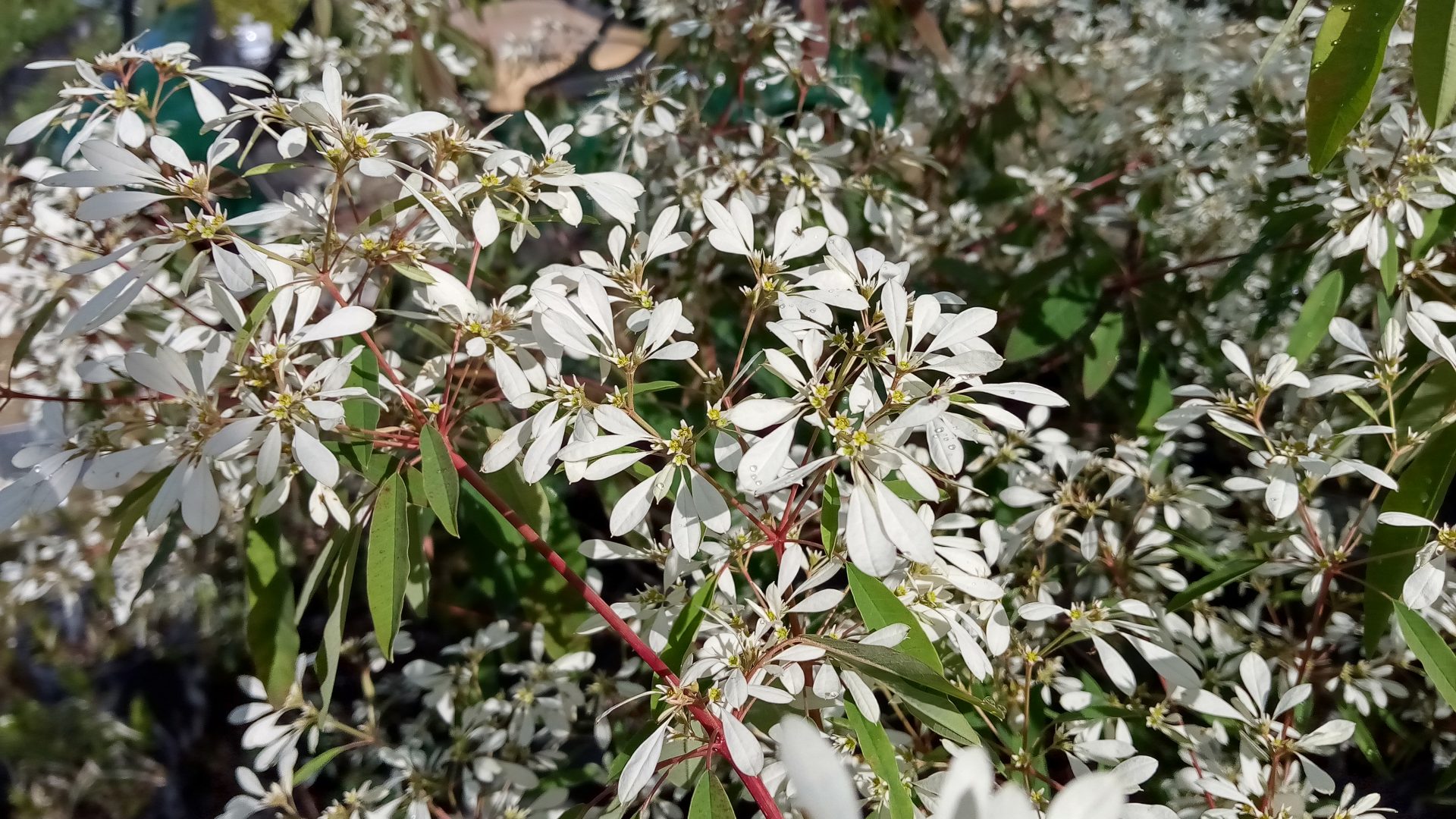 Snowflake Shrub - Richard Lyons Nursery, Inc.