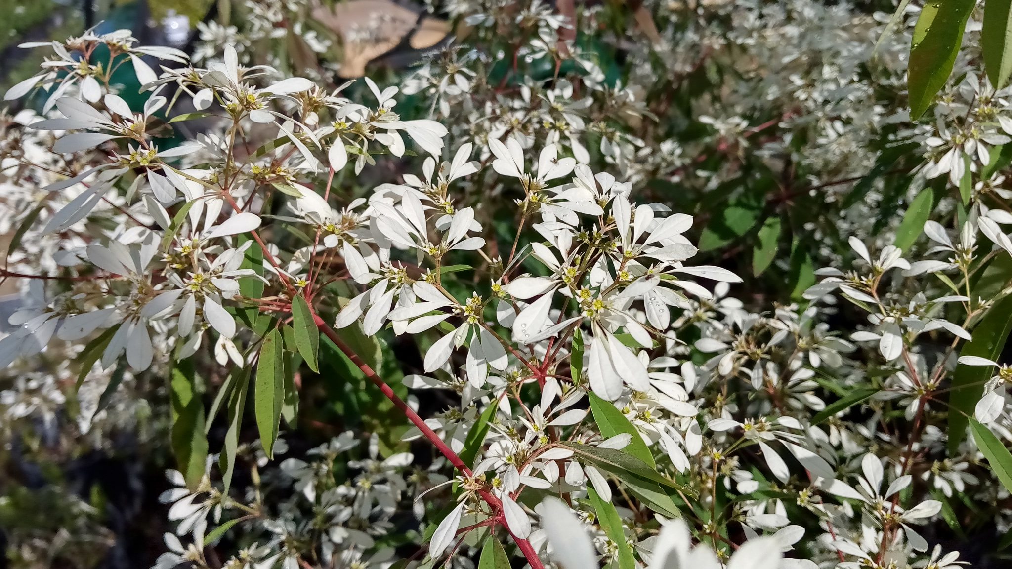 Euphorbia leucocephala (Snow Flake2) - Richard Lyons Nursery, Inc.