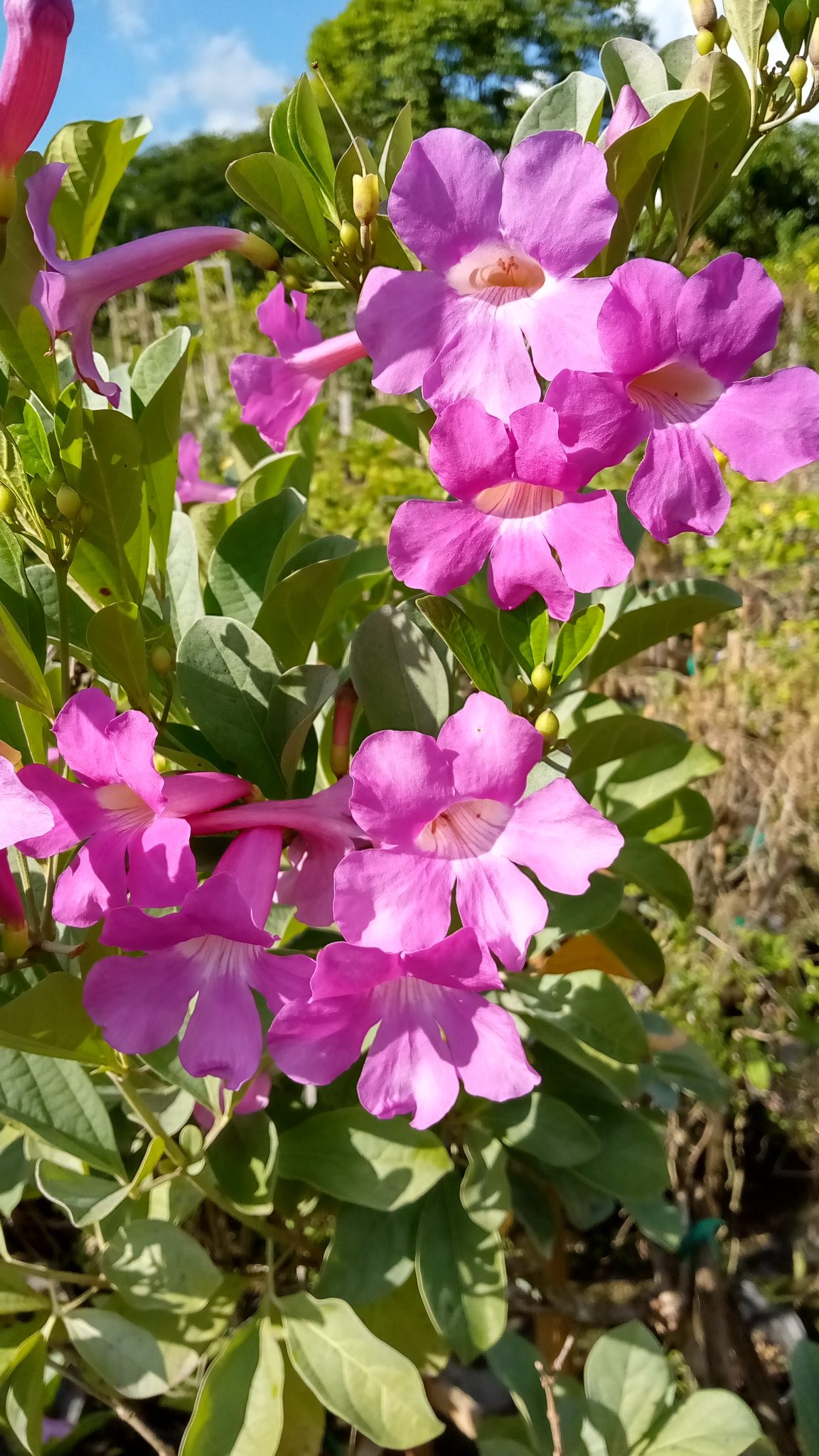 Glow Vine - Richard Lyons Nursery, Inc.