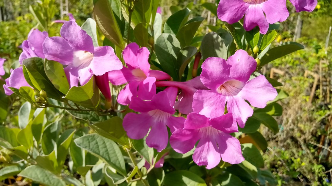 Glow Vine - Richard Lyons Nursery, Inc.