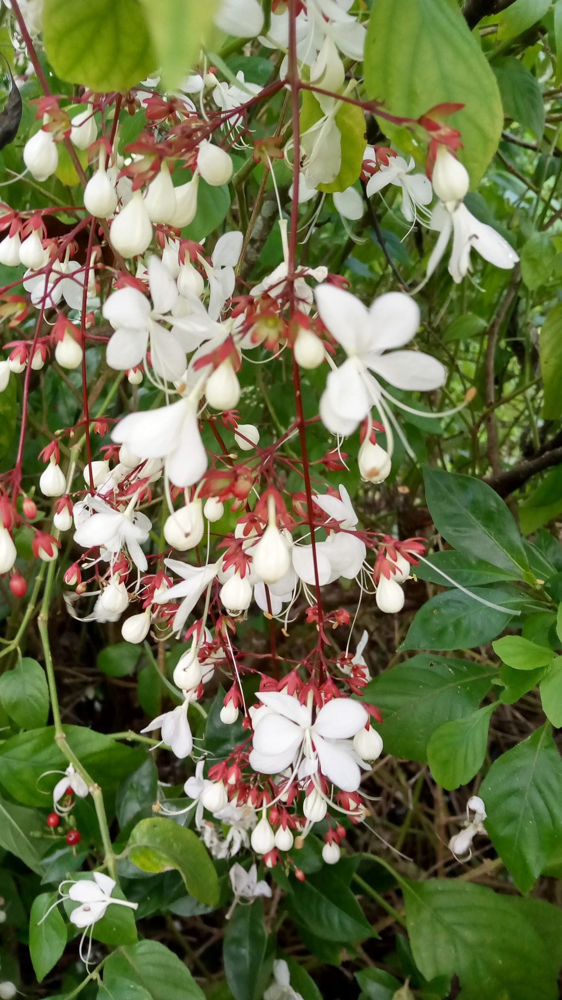 Clerodendrum wallichii (Nodding Glorybower) (3) - Richard Lyons Nursery ...