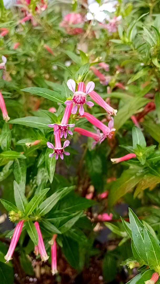 Cigar Flower - Richard Lyons Nursery, Inc.