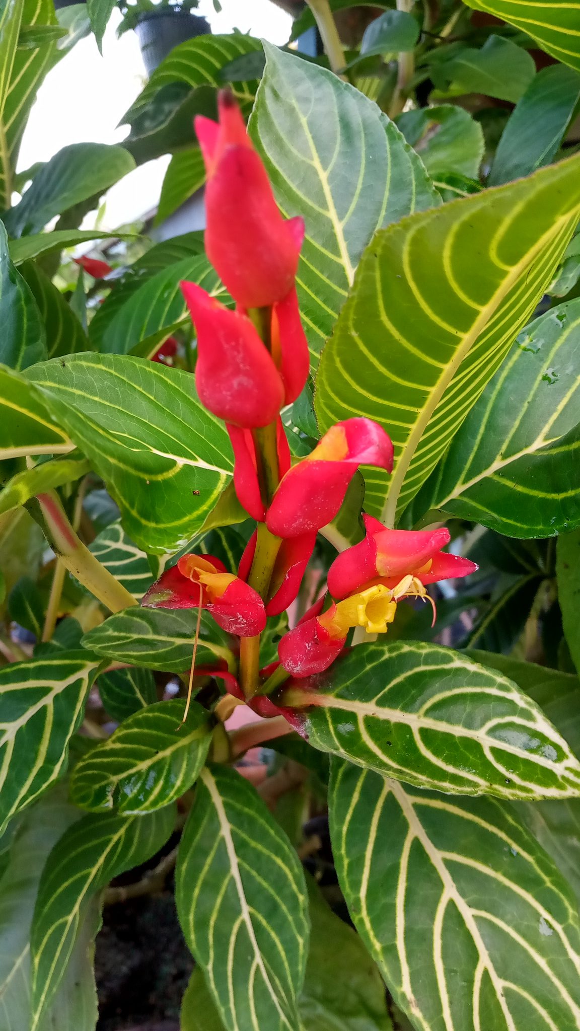 Sanchezia nobilis - Richard Lyons Nursery, Inc.