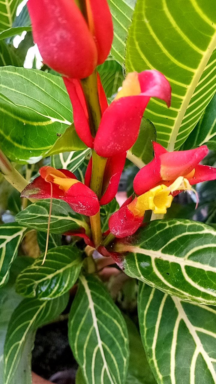 Sanchezia nobilis (Sanchezia Shrub2) - Richard Lyons Nursery, Inc.