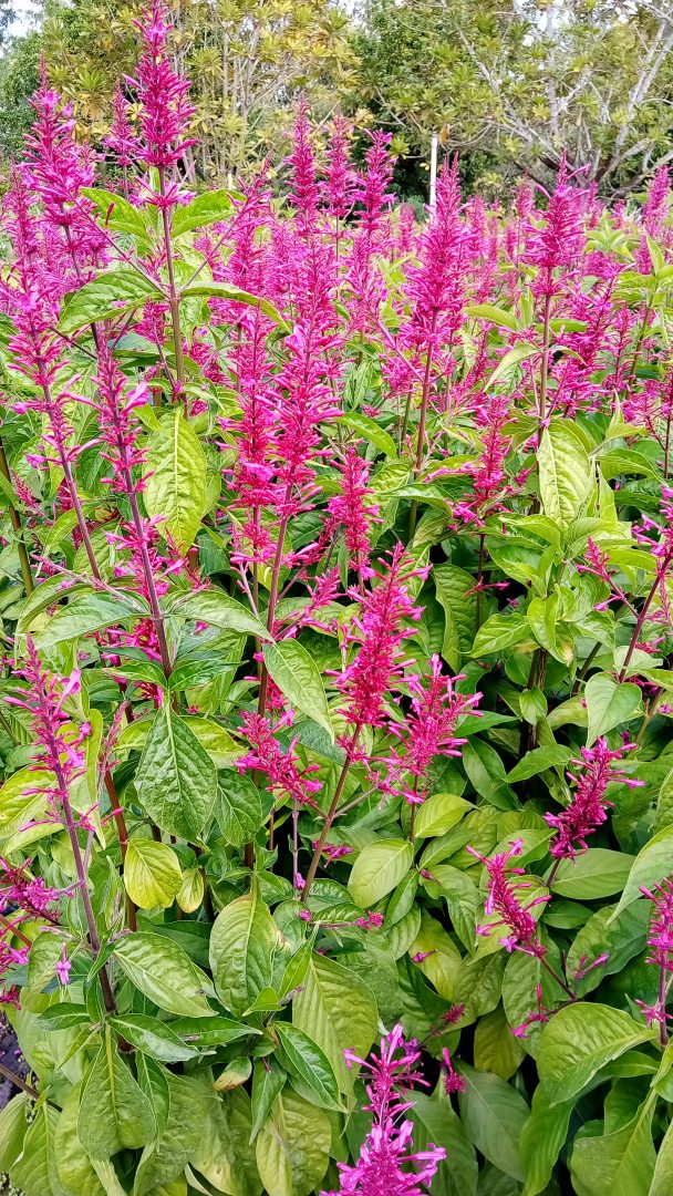 Firespike - Richard Lyons Nursery, Inc.