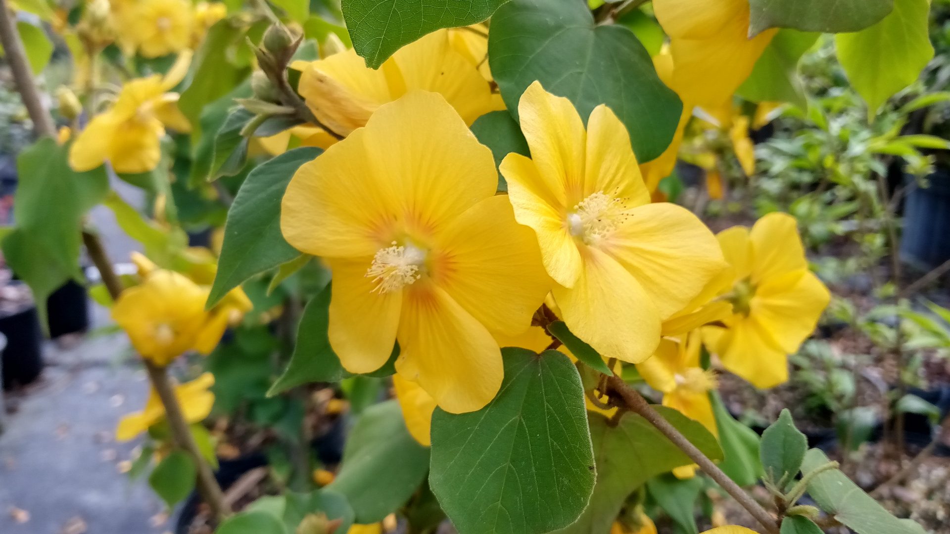 Richard Lyons Nursery, Inc. - Rare & Unusual Tropical Trees & Plants ...