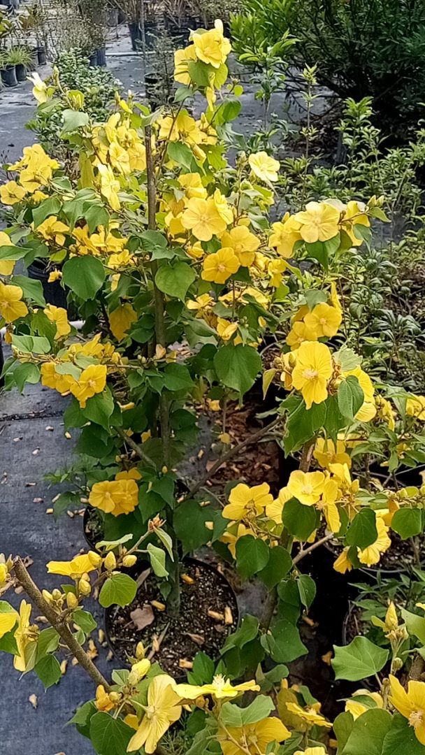 Indian Mallow or Canary Tree - Richard Lyons Nursery, Inc.