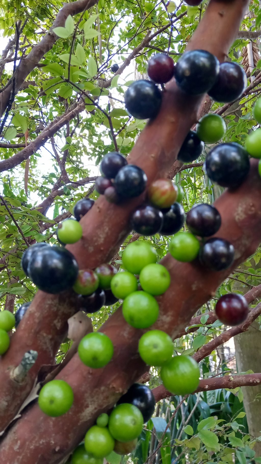 Jaboticaba - Richard Lyons Nursery, Inc.