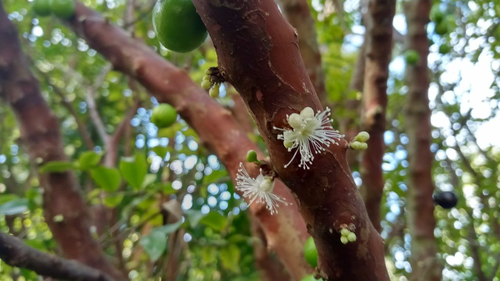 Jaboticaba - Richard Lyons Nursery, Inc.