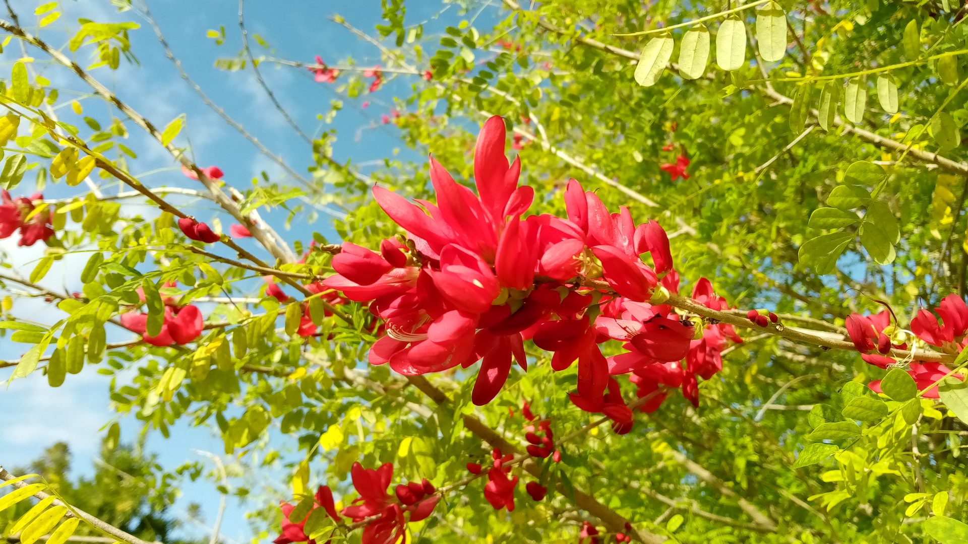 Caribwood Tree - Richard Lyons Nursery, Inc.