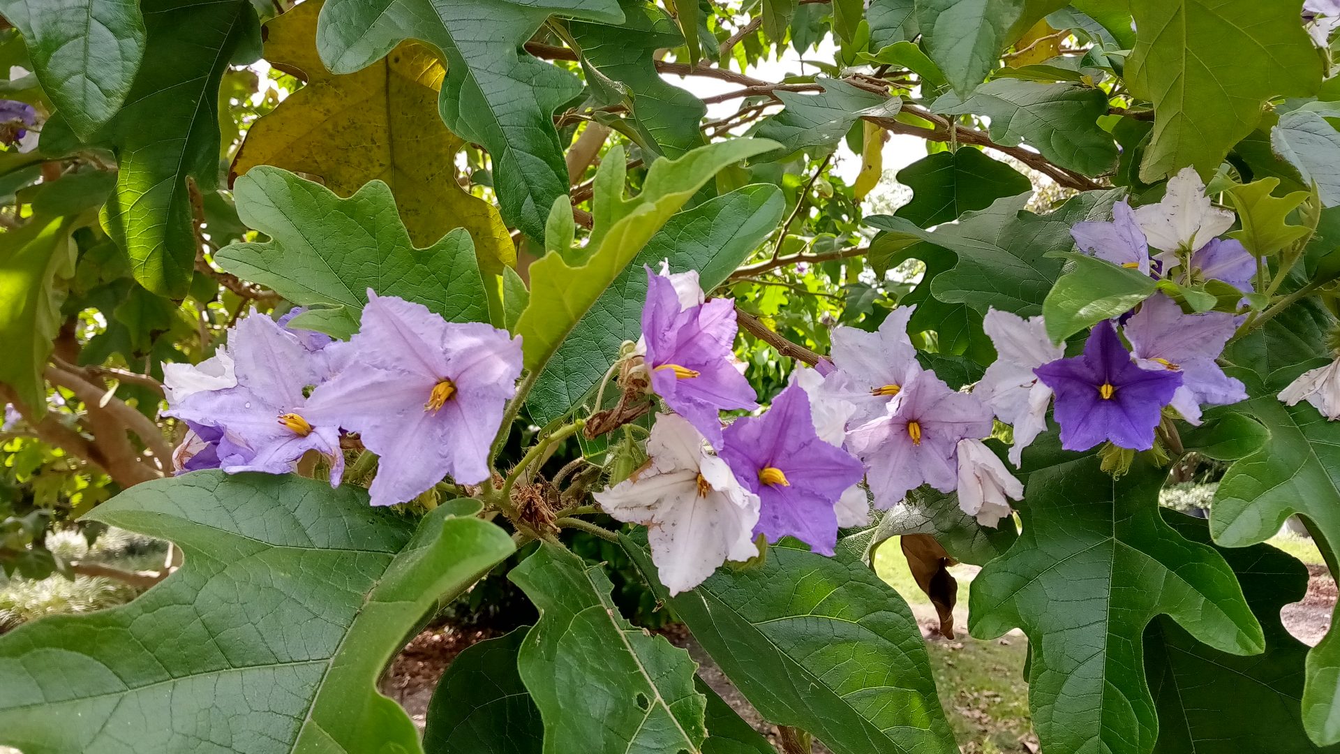 Potato Tree - Richard Lyons Nursery, Inc.