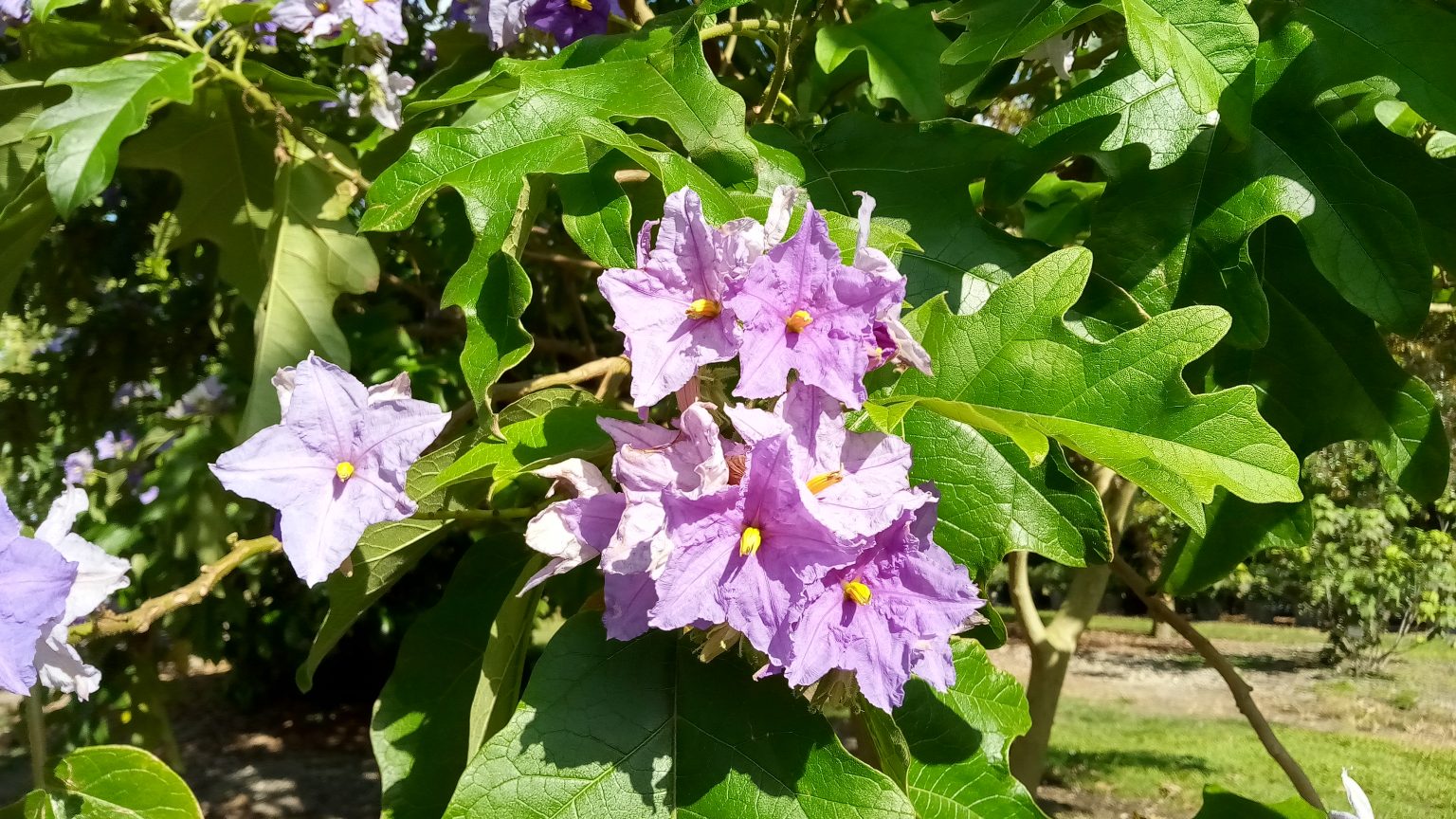 Potato Tree - Richard Lyons Nursery, Inc.