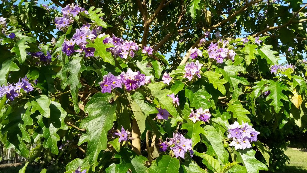 Potato Tree - Richard Lyons Nursery, Inc.