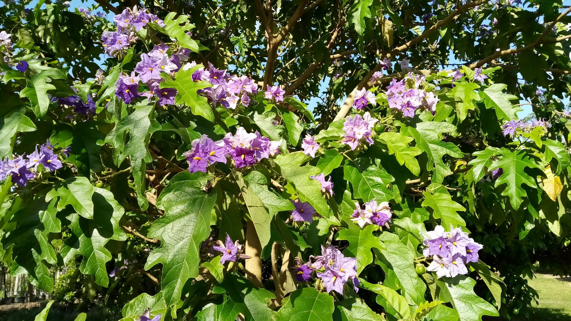 Potato Tree - Richard Lyons Nursery, Inc.