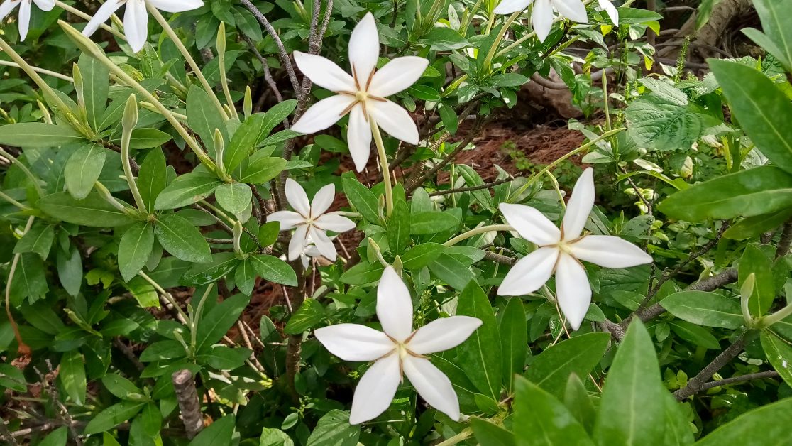 White Star Flower or White Shooting Star - Richard Lyons Nursery, Inc.