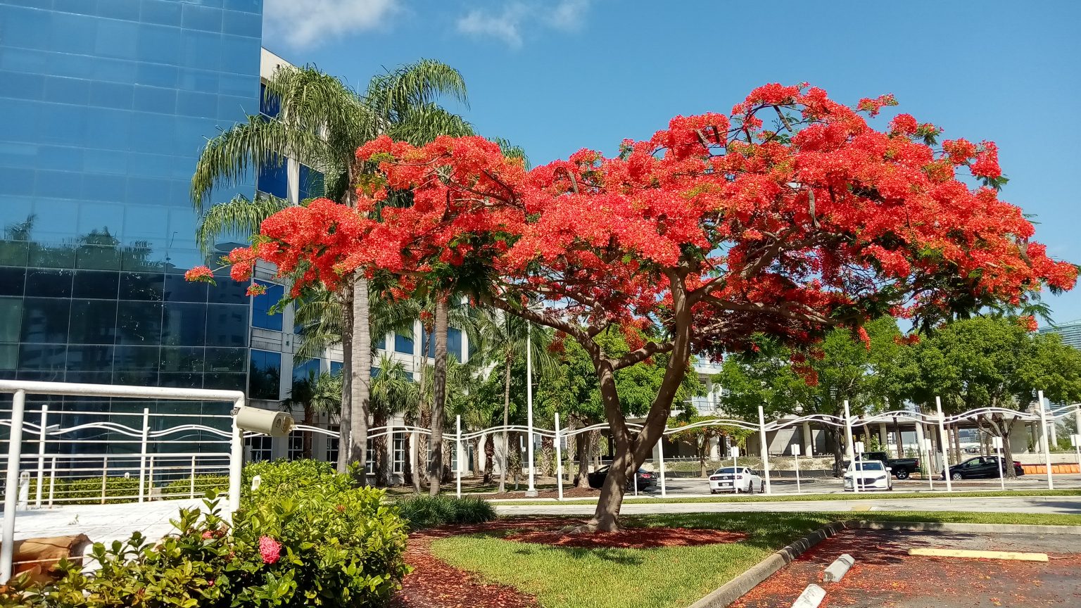 Royal Poinciana Tree - Richard Lyons Nursery, Inc.