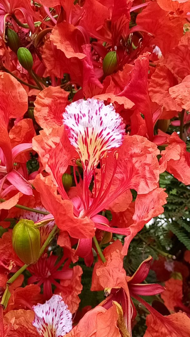 Royal Poinciana Tree - Richard Lyons Nursery, Inc.