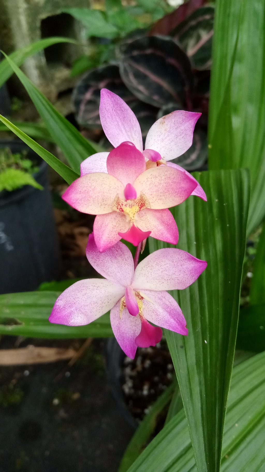 Ground Orchids - Richard Lyons Nursery, Inc.
